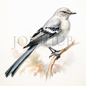 Northern Mockingbird Clipart | 10 High Quality Jpg's | Digital Download ...