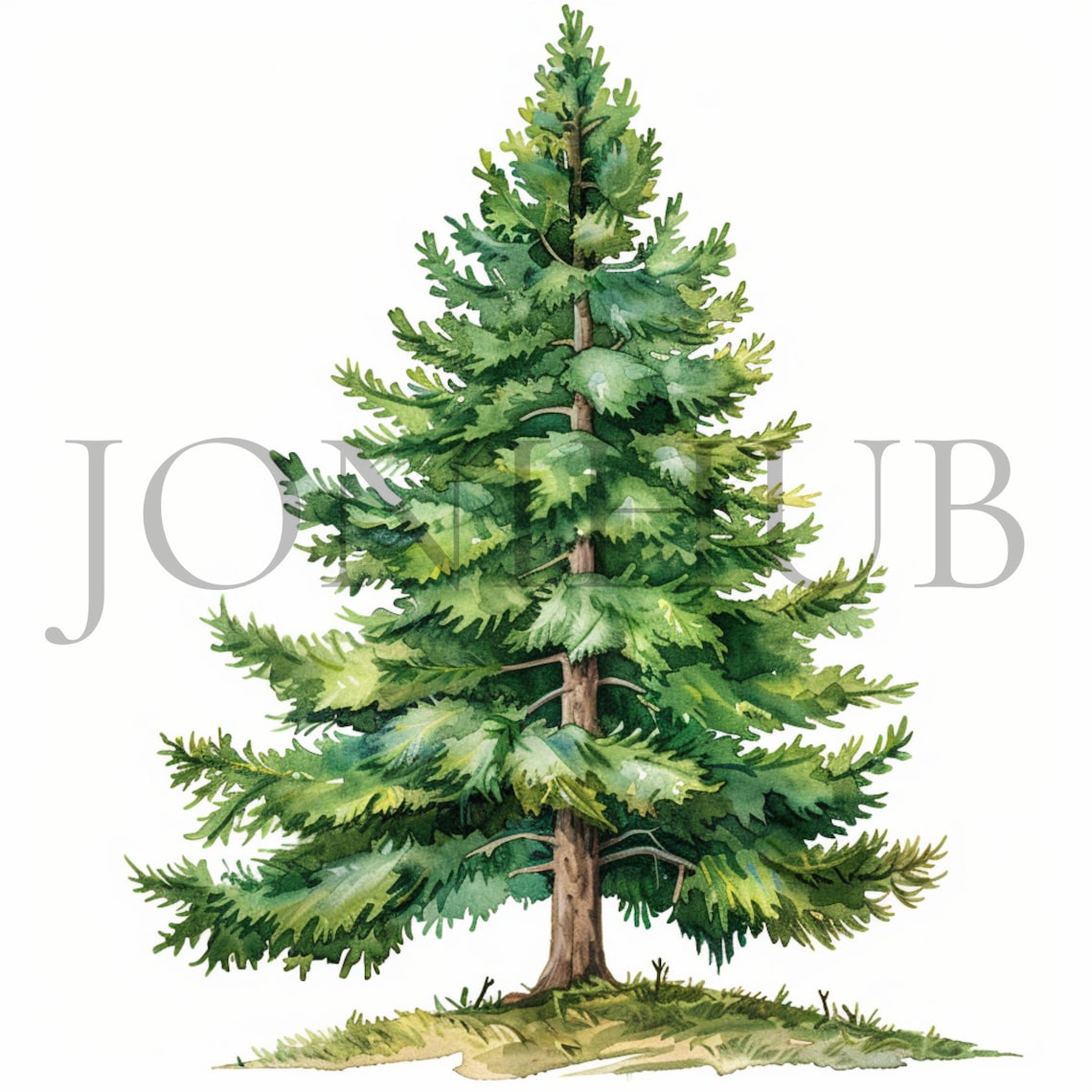 Fir Trees Clipart 10 High Quality Jpg's Digital Download Fir Tree ...