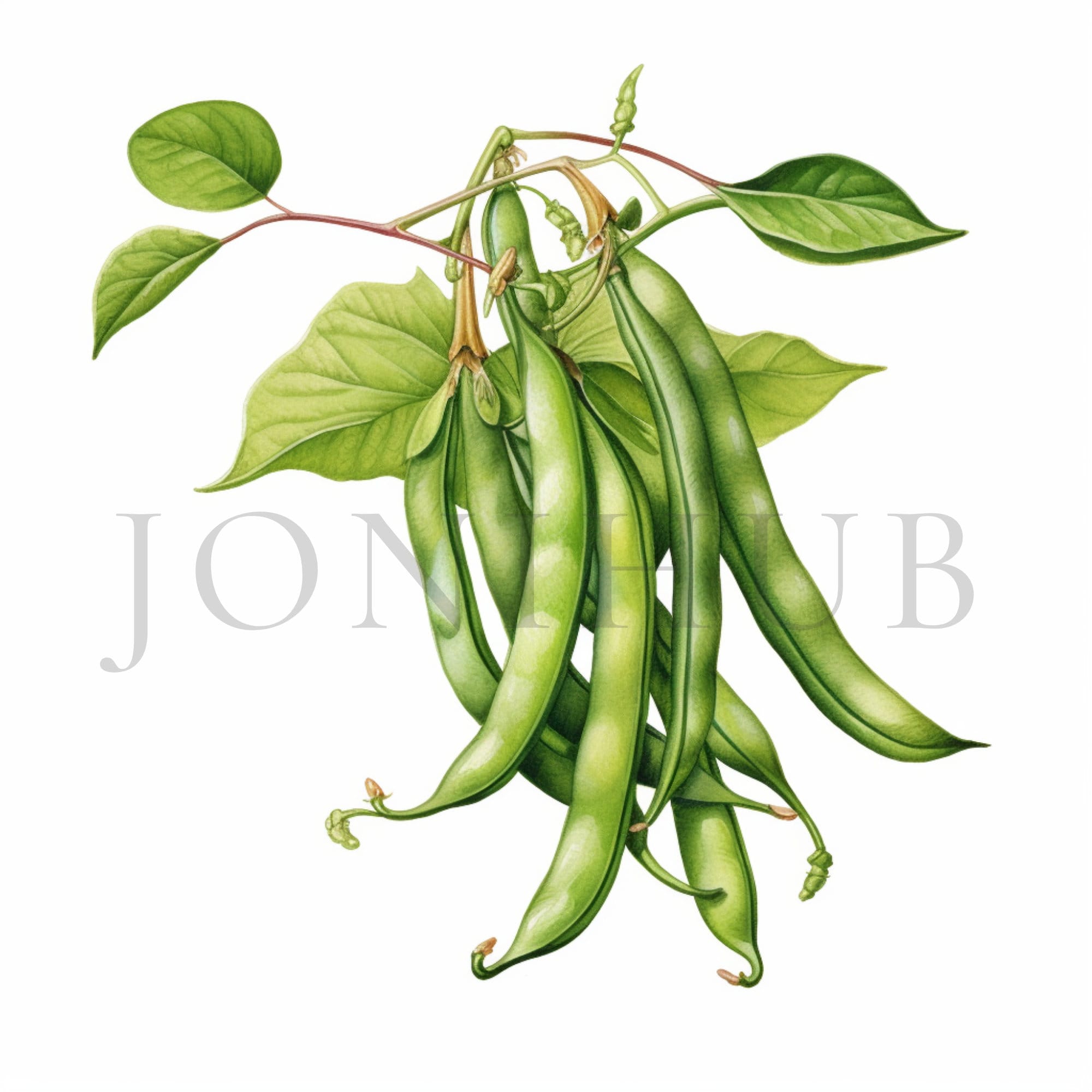 Green Beans Clip Art