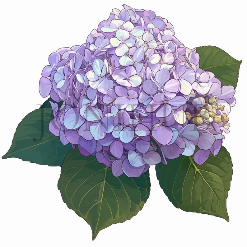 Hydrangea Clipart | 10 High Quality Jpg's | Digital Download ...