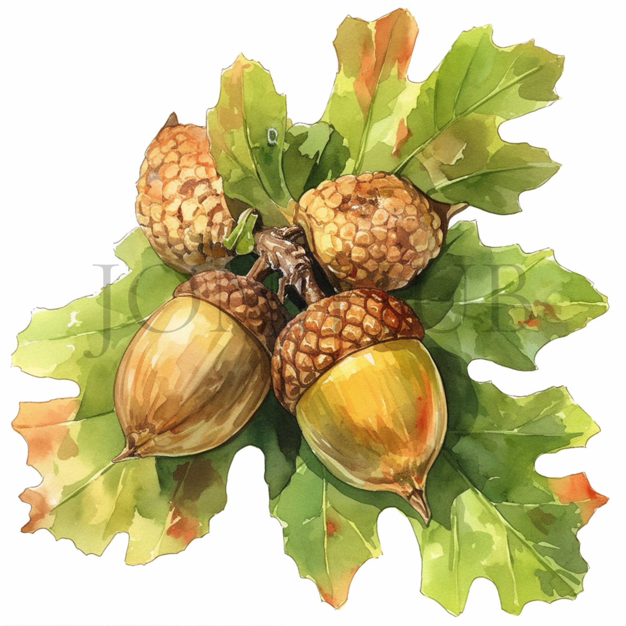 Oak Acorns Clipart | 10 High Quality Jpg's | Digital Download | Nature ...