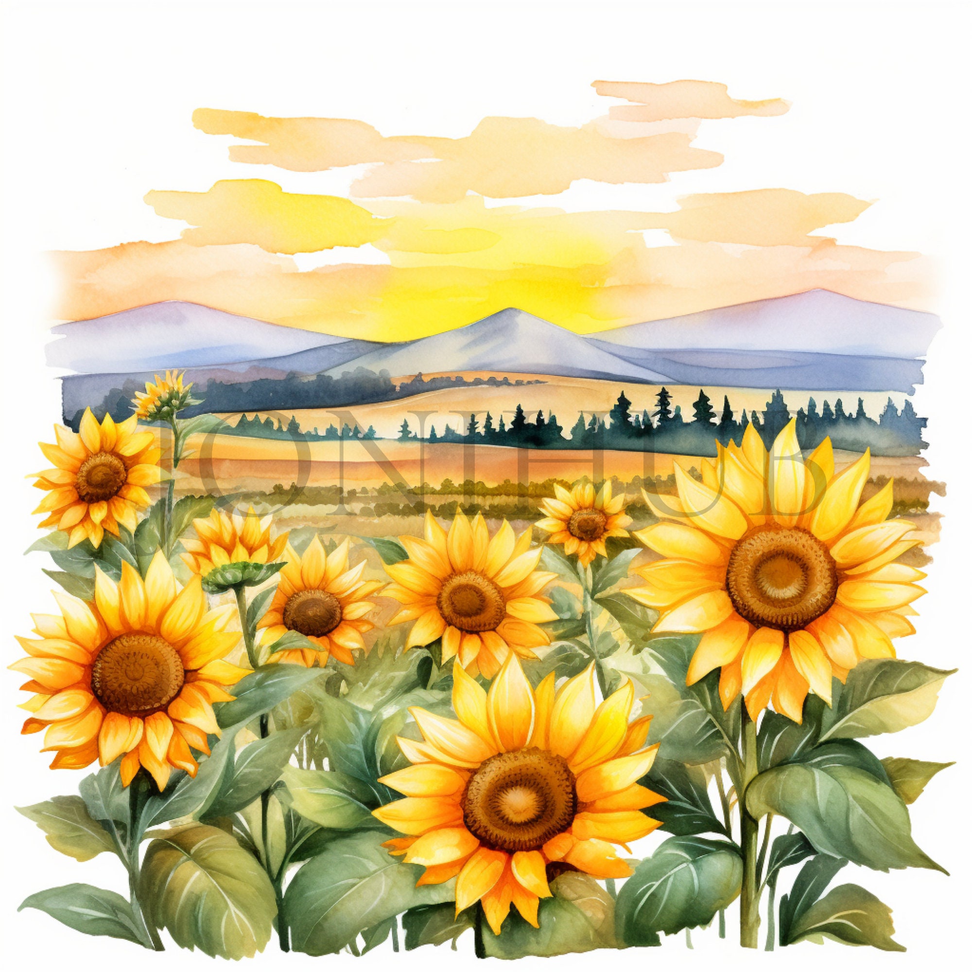 Sunflowers Fields Clipart | 10 High Quality Jpg's | Digital Download ...