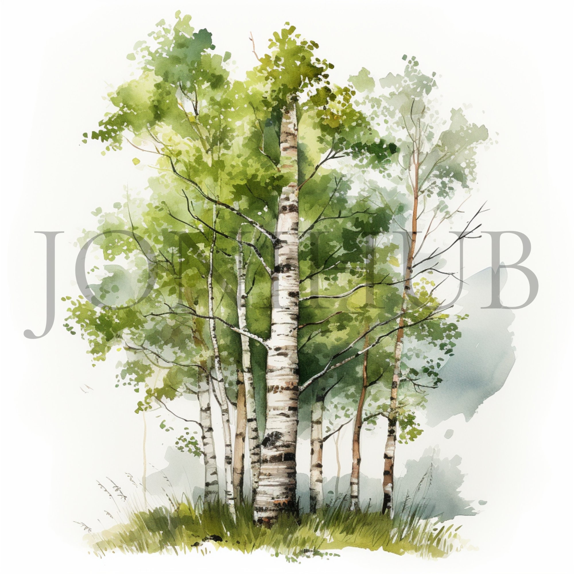 Forest Birch Trees Clipart 10 High Quality Jpg's Digital Download Birch ...