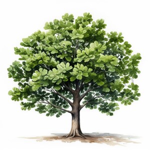 Black Walnut Trees Clipart | 10 High Quality Jpgs | Instant Digital ...