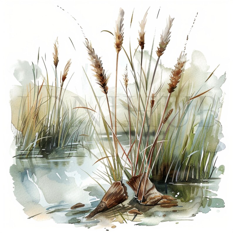 Watercolor Cattails and Reeds in Water Pond Clipart 10 High Quality ...