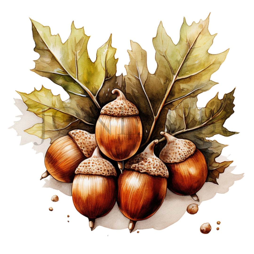 Oak Acorns Clipart | 10 High Quality Jpg's | Digital Download | Oak ...