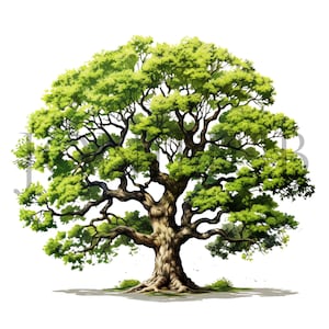 Oak Trees Clipart | 10 High Quality Jpg's | Digital Download | Tree ...