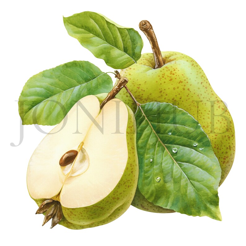 Pear Clipart 10 High Quality Jpg's Digital Download Fresh Fruit Art ...