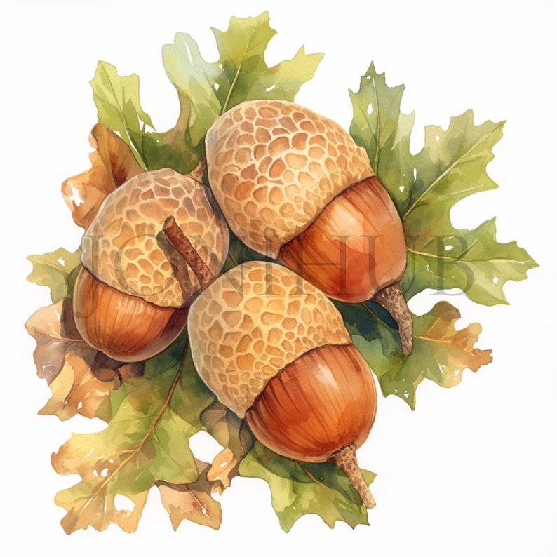 Oak Acorns Clipart | 10 High Quality Jpg's | Digital Download | Nature ...