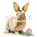 Easter Bunny and Egg Clipart | 10 High Quality Jpg's | Digital Download ...