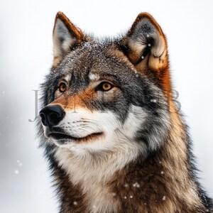 Wolf in Winter Clipart | 10 High Quality Jpgs | Digital Download | Wild ...