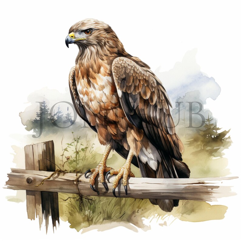 Buzzard on Fence Clipart | 10 High Quality Jpg's | Digital Download ...