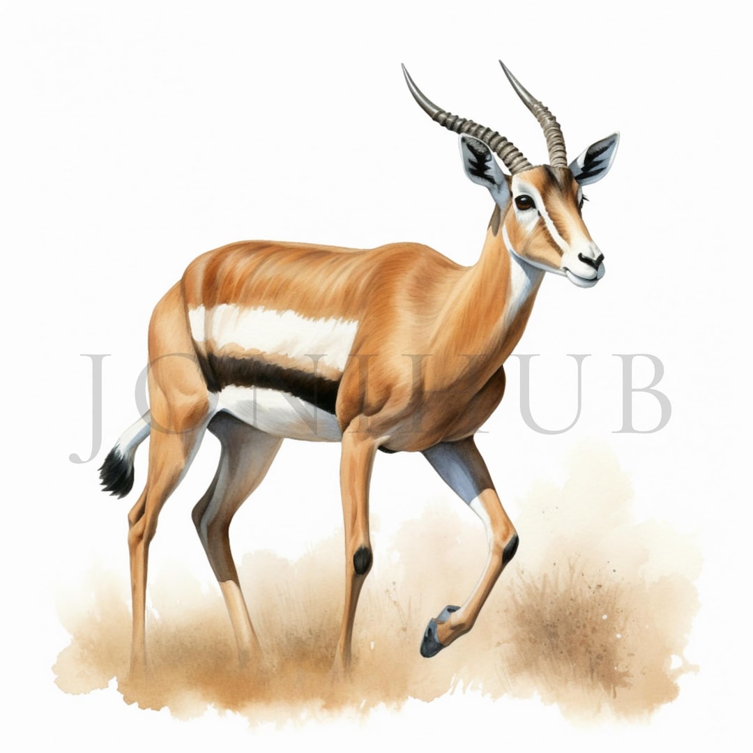 Thomson Gazelle Clipart | 10 High Quality Jpgs | Digital Download ...