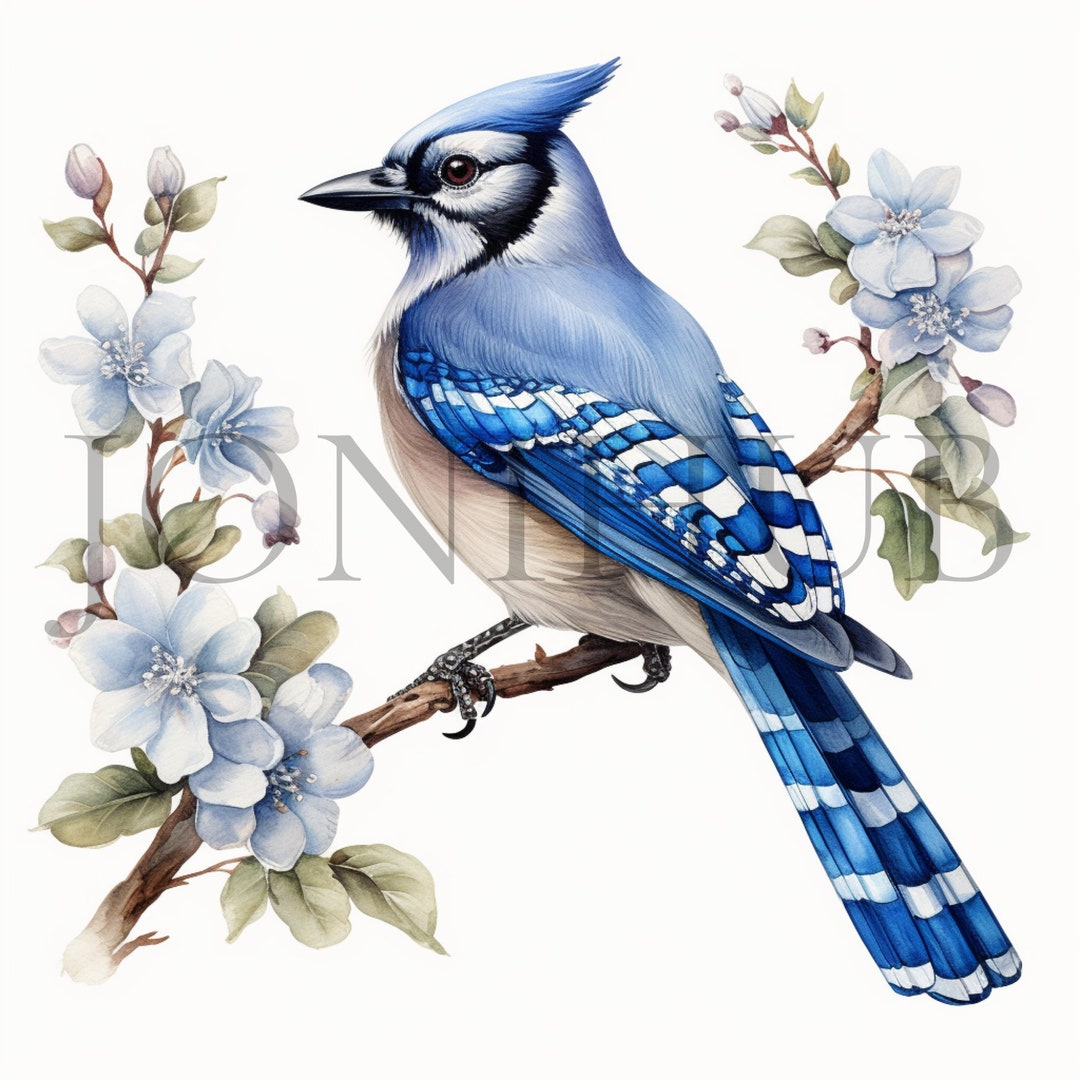 Vintage Blue Jay Clipart | 10 High Quality Jpg's | Digital Download ...