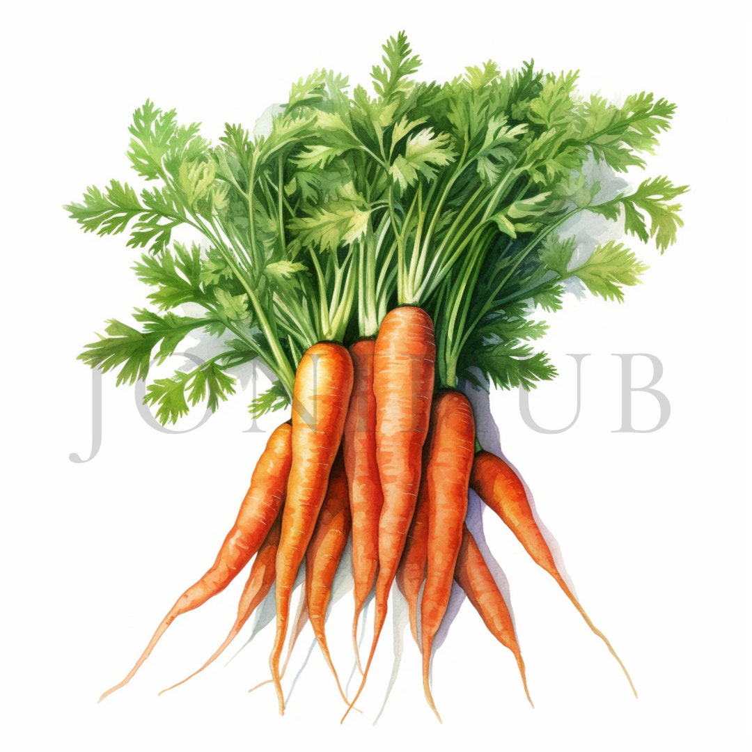 Watercolor Carrot Clipart | 10 High Quality Jpg's | Digital Download ...