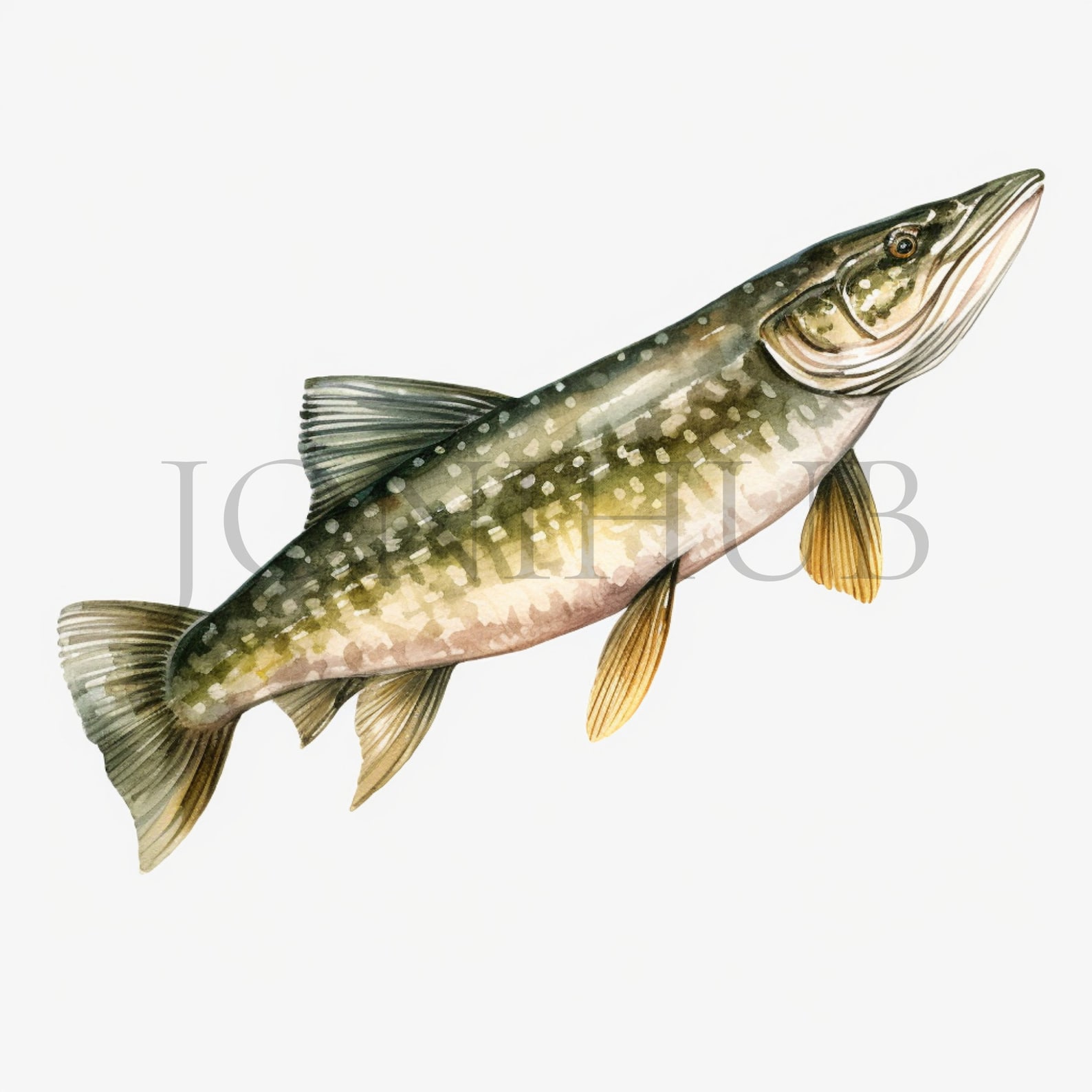 Northern Pike Clipart | 10 High Quality Jpg's | Digital Download ...