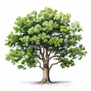 Black Walnut Trees Clipart 10 High Quality Jpgs Instant Digital ...