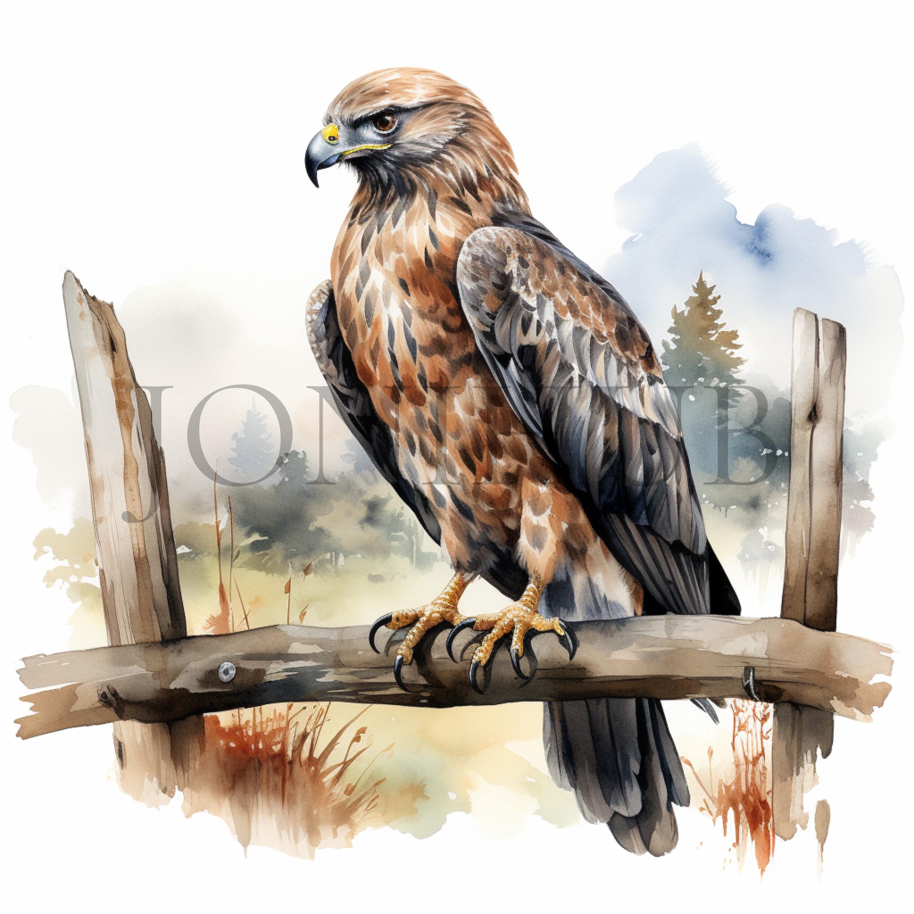 Buzzard on Fence Clipart | 10 High Quality Jpg's | Digital Download ...