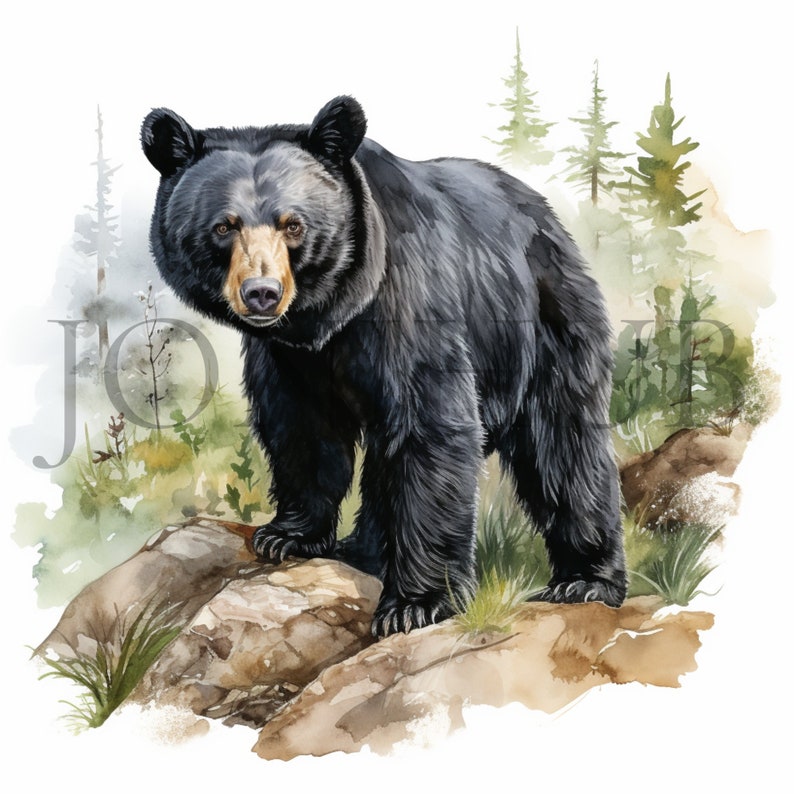 Watercolor Black Bear Clipart 10 High Quality Jpgs Digital Download ...