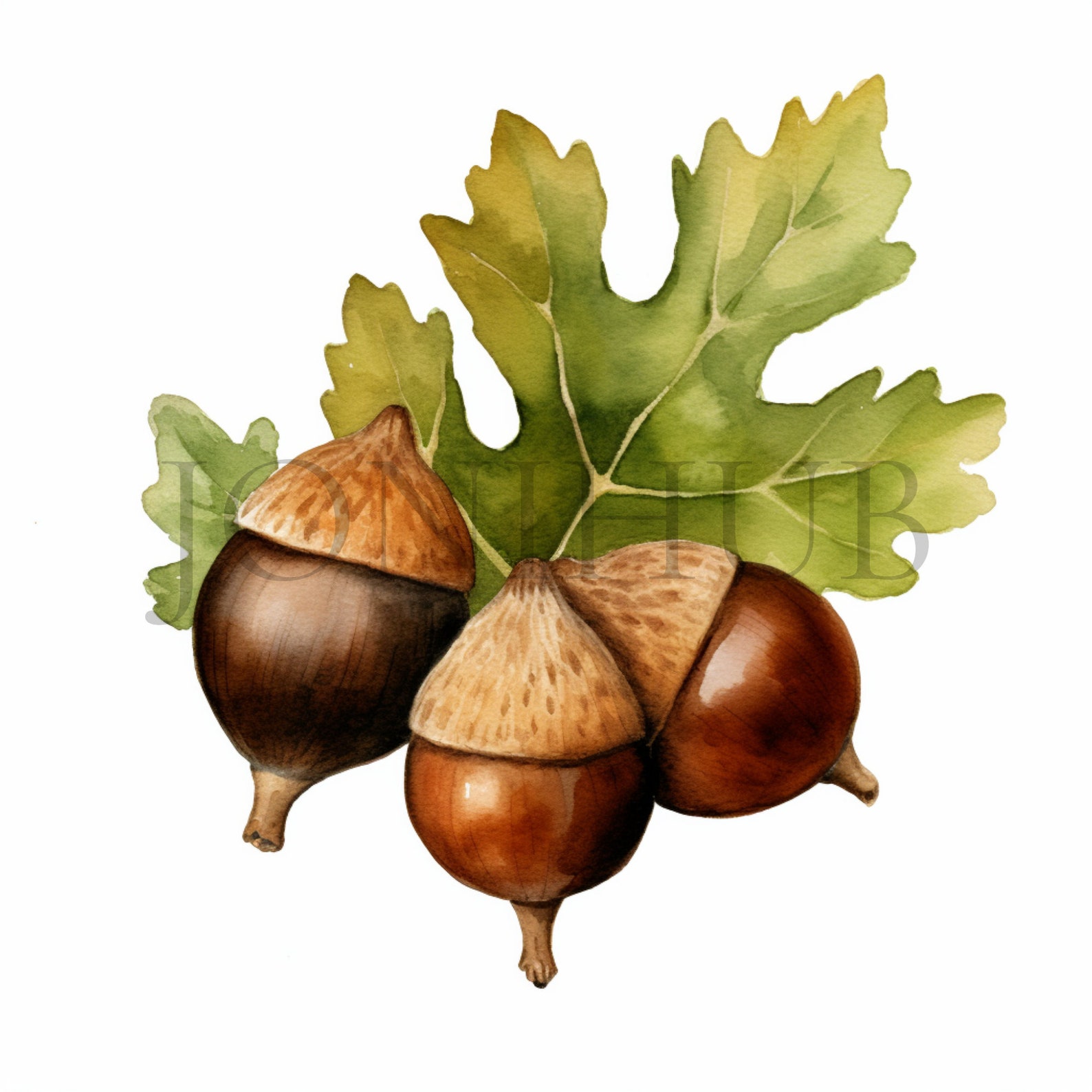 Oak Acorns Clipart | 10 High Quality Jpg's | Digital Download | Oak ...