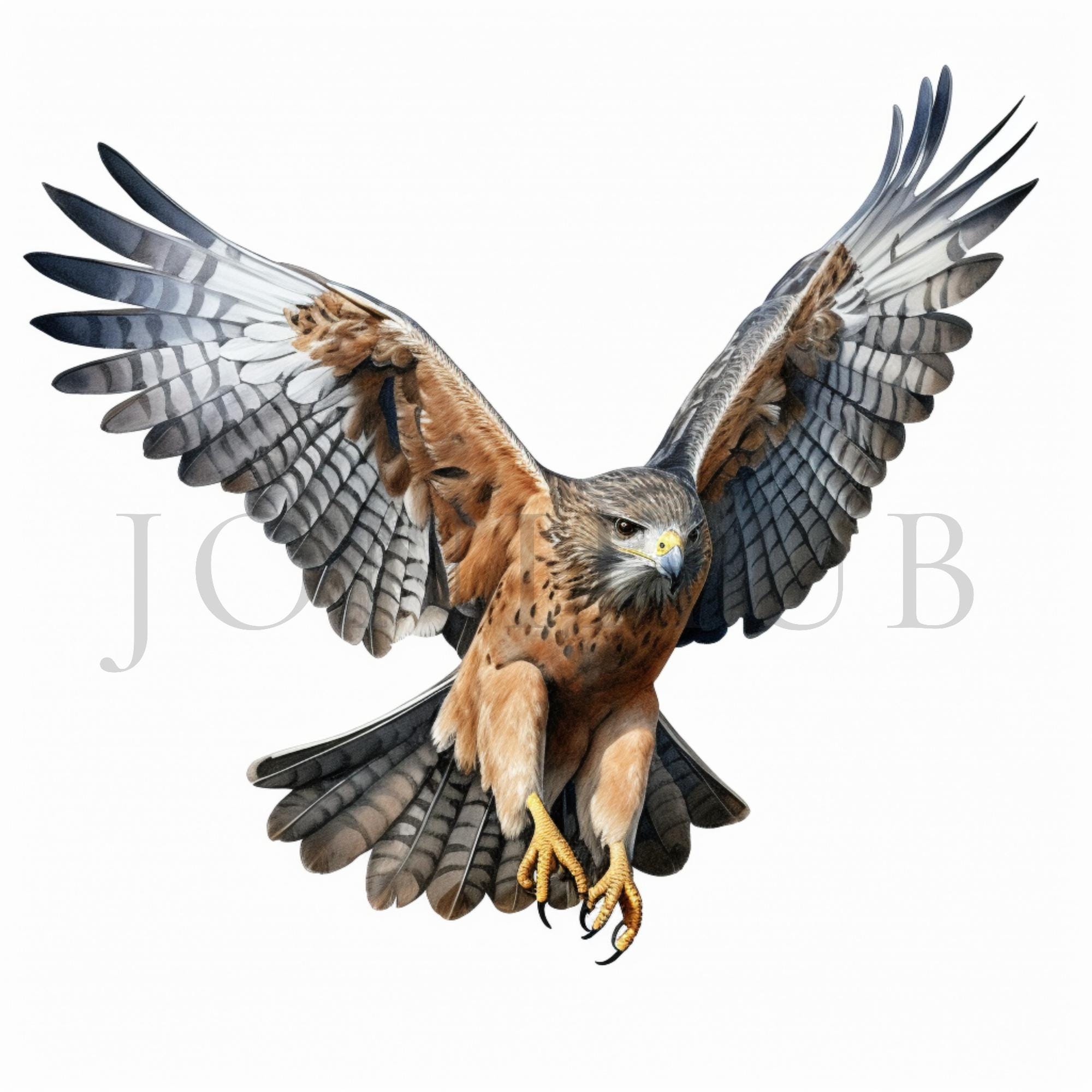 Cooper's Hawk Clipart | 10 High Quality Jpgs | Digital Download | Card ...