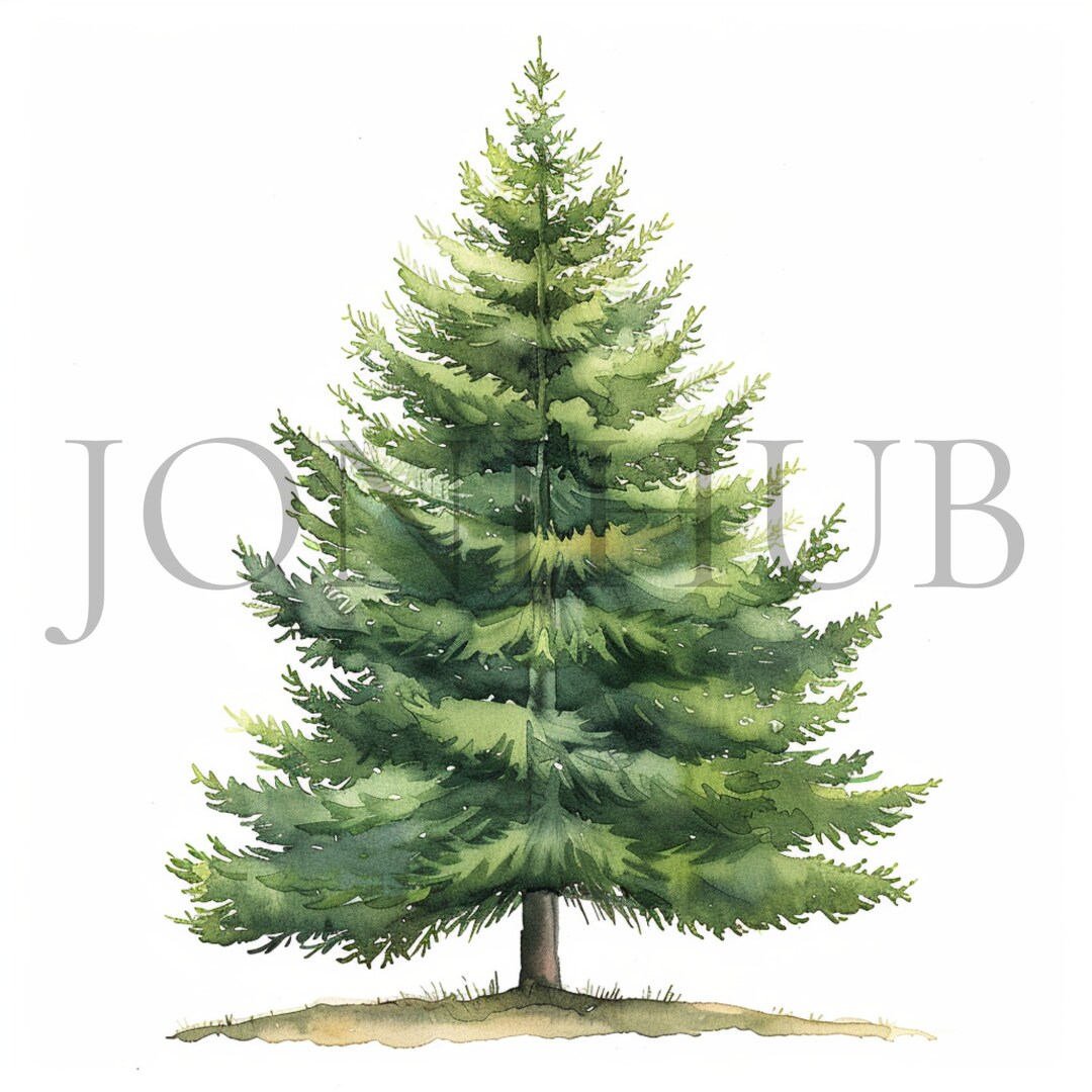 Fir Trees Clipart | 10 High Quality Jpg's | Digital Download | Fir Tree ...
