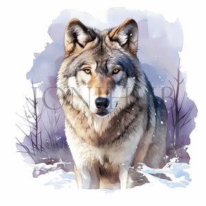 Wolf in Winter Clipart 10 High Quality Jpgs Digital Download Winter ...