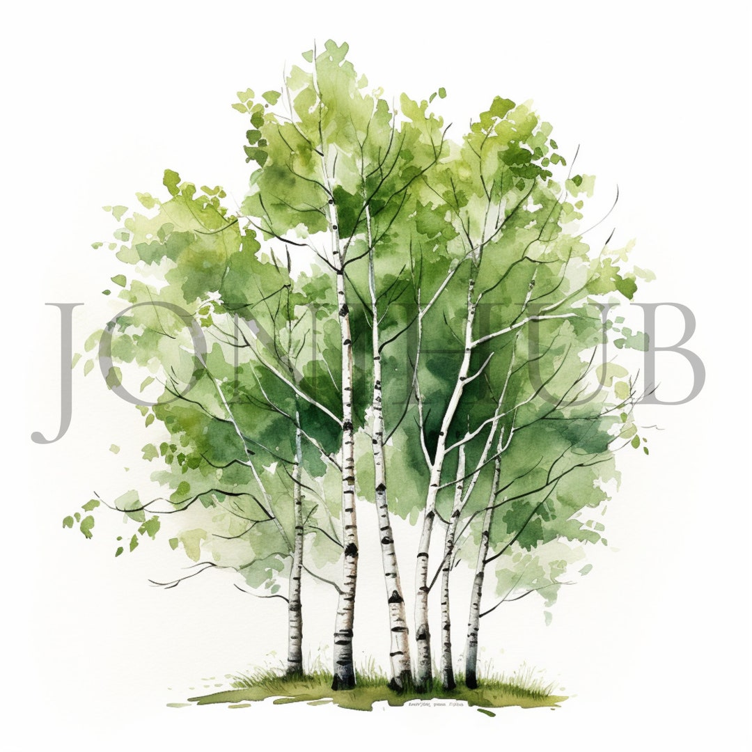 Forest Birch Trees Clipart | 10 High Quality Jpg's | Digital Download ...