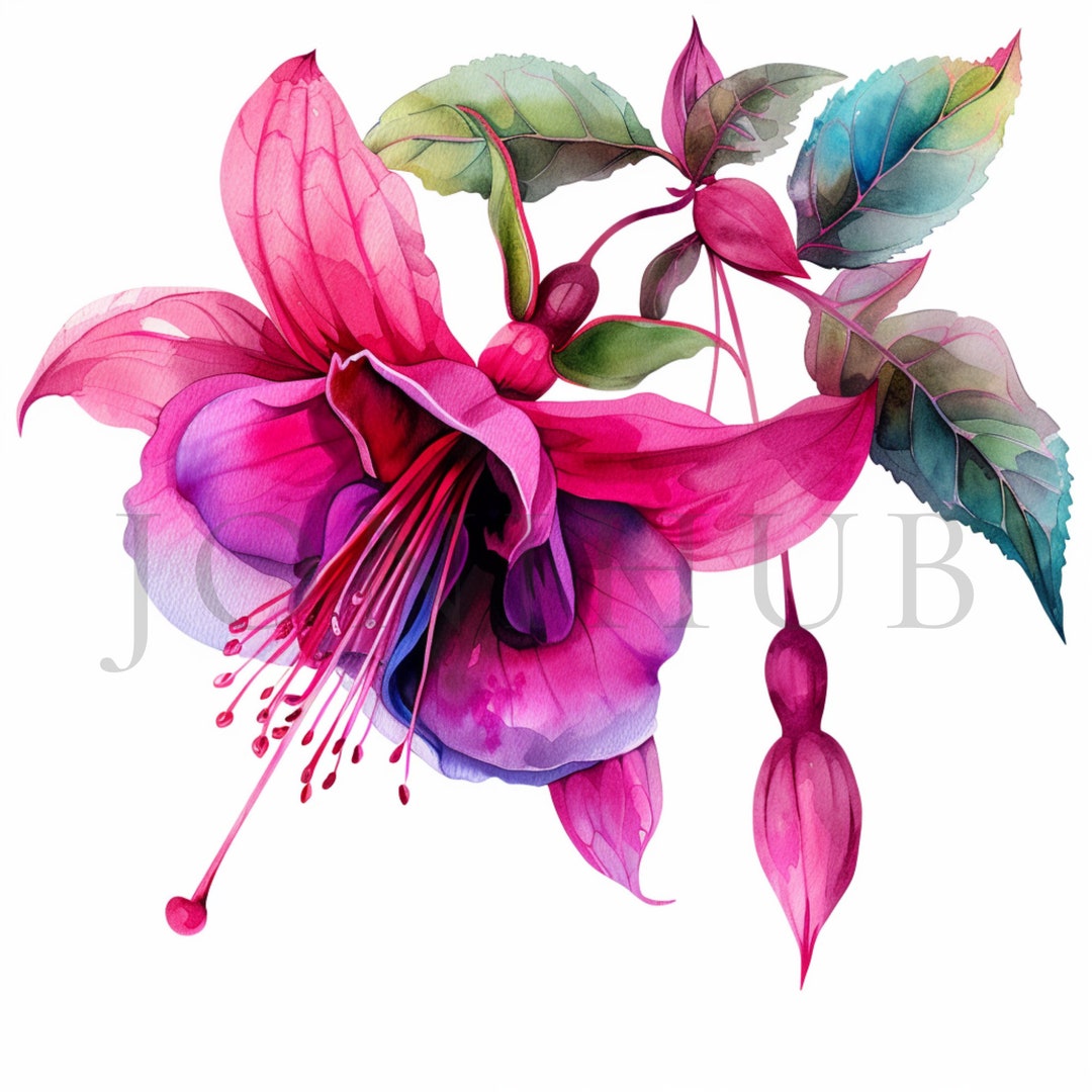 Fuchsia Clipart | 10 High Quality Jpgs | Digital Download | Botanical ...