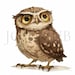 Burrowing Owl Clipart | 10 High Quality Jpgs | Digital Download | Owl ...