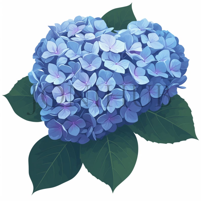 Hydrangea Clipart 10 High Quality Jpg's Digital Download Watercolor Art ...
