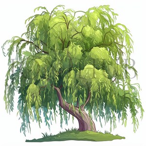 Willow Trees Clipart | 10 High Quality Jpg's | Digital Download ...