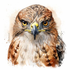 Cooper's Hawk Clipart | 10 High Quality Jpgs | Digital Download | Card ...