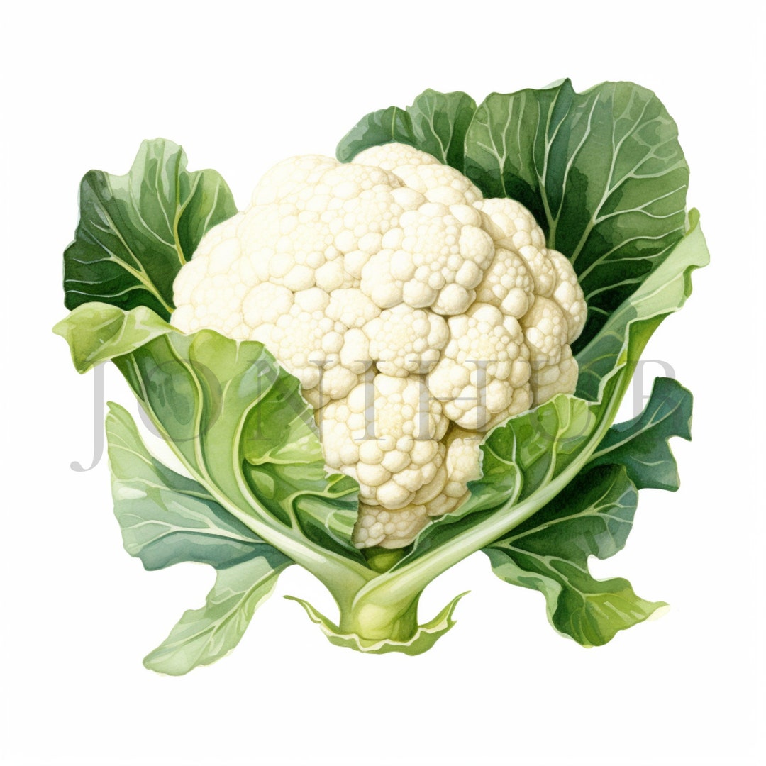 Cauliflower Clipart | 10 High Quality Jpgs | Digital Download | Veggie ...