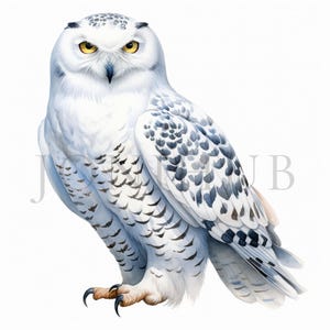 Snowy Owl Clipart | 10 High Quality Jpgs | Instant Digital Download ...
