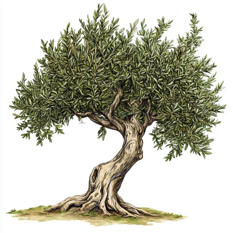 Olive Trees Clipart | 10 High Quality Jpg's | Digital Download | Tree ...