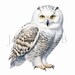 Snowy Owl Clipart | 10 High Quality Jpgs | Instant Digital Download ...