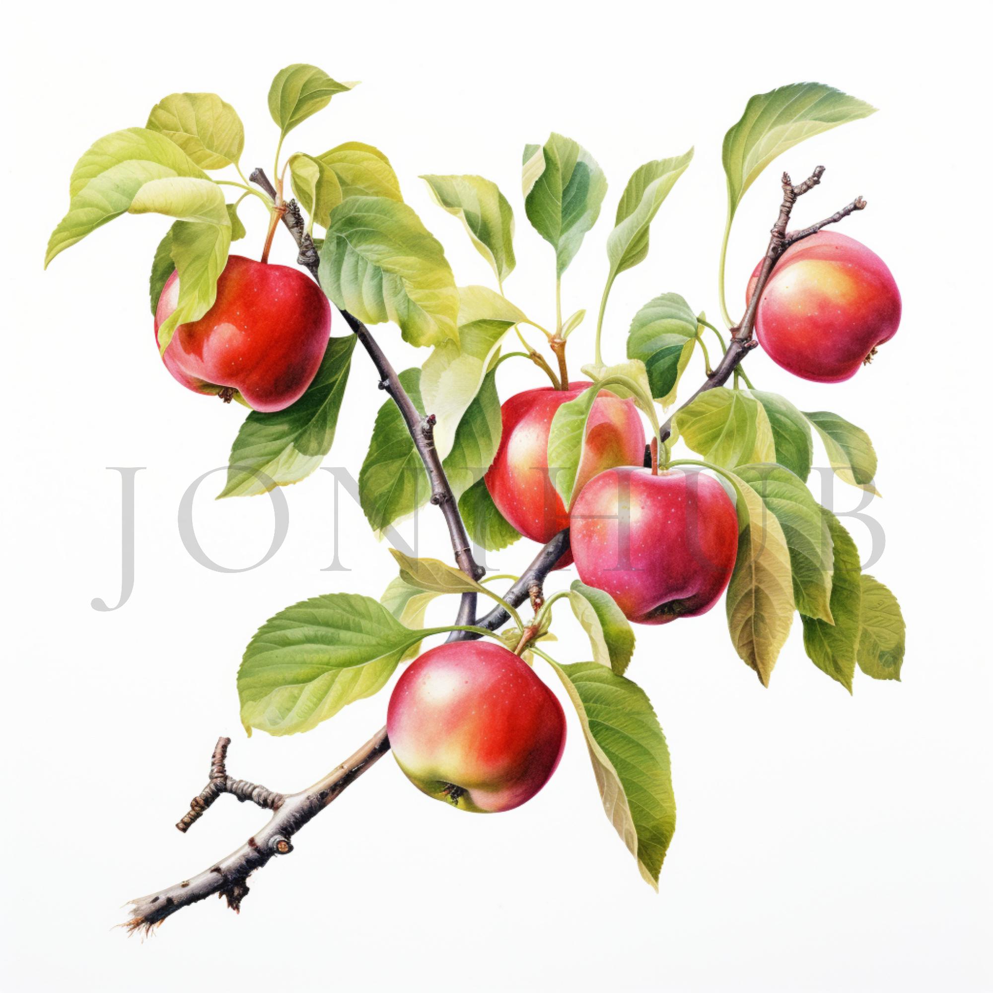 Apple Branches Clipart 10 High Quality Jpgs Digital Download Watercolor ...