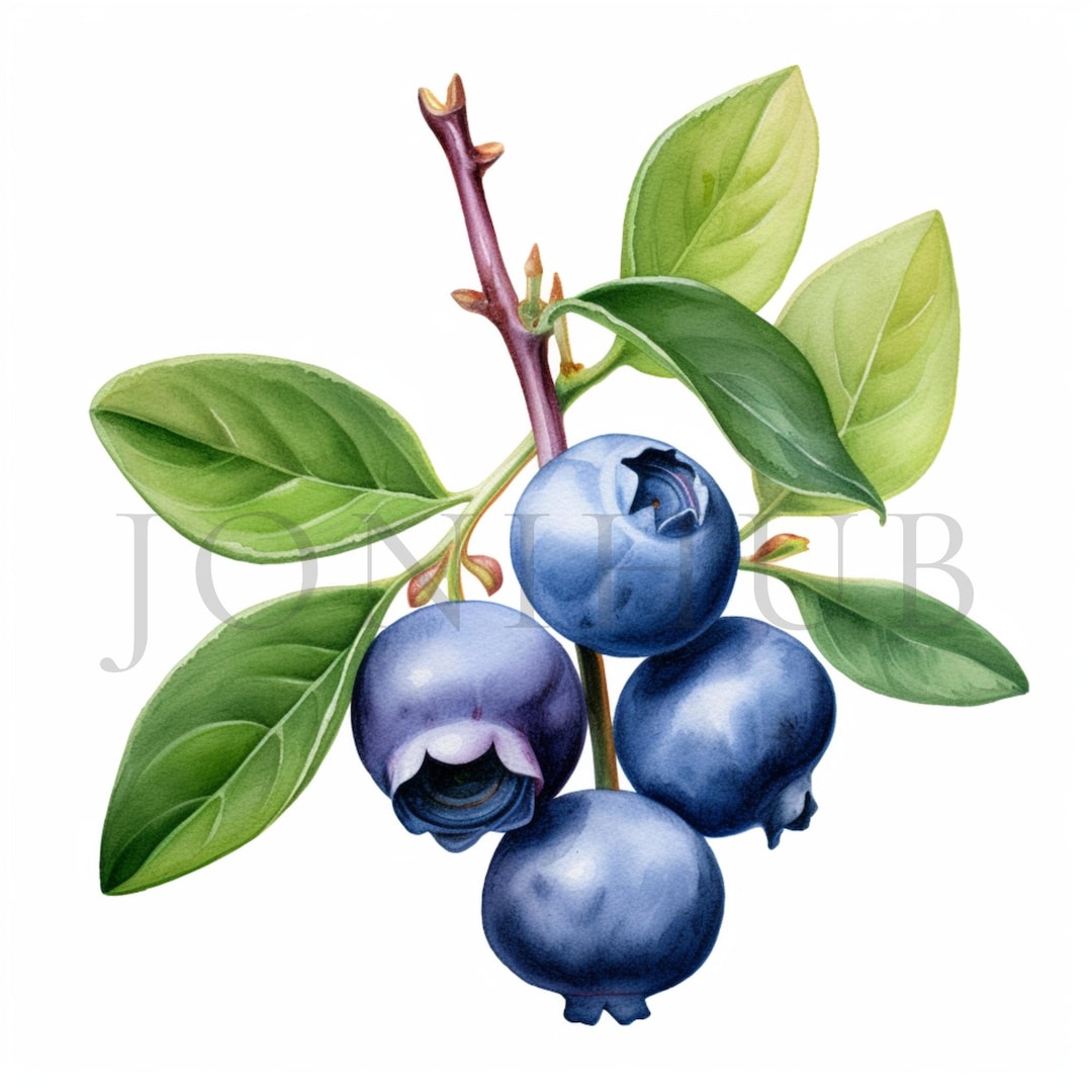 Blueberry Clipart | 10 High Quality Jpgs | Digital Download | Blueberry ...