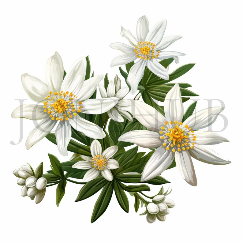 Edelweiss Clipart | 10 High Quality Jpg's | Digital Download | Floral ...