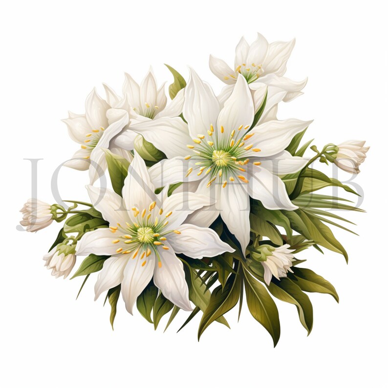 Edelweiss Clipart | 10 High Quality Jpg's | Digital Download | Floral ...