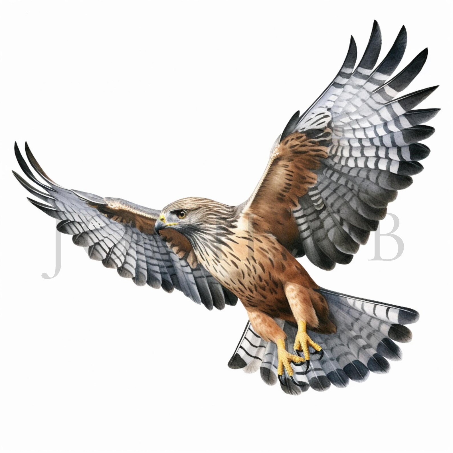 Cooper's Hawk Clipart | 10 High Quality Jpgs | Digital Download | Card ...