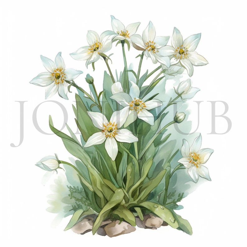 Edelweiss Clipart 10 High Quality Jpg's Digital Download Digital Paper ...