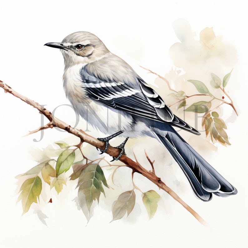 Northern Mockingbird Clipart | 10 High Quality Jpg's | Digital Download ...