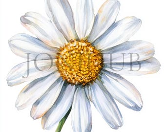 Daisy Clipart | 5 High Quality Jpg's | Digital Download | Spring Flower ...