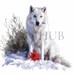 Wolf in Winter Clipart | 10 High Quality Jpgs | Digital Download ...