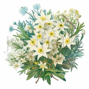 Edelweiss Clipart | 10 High Quality Jpg's | Digital Download | Digital ...