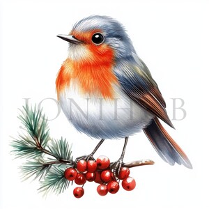 Various Christmas Birds Clipart | 10 High Quality Jpgs | Digital ...