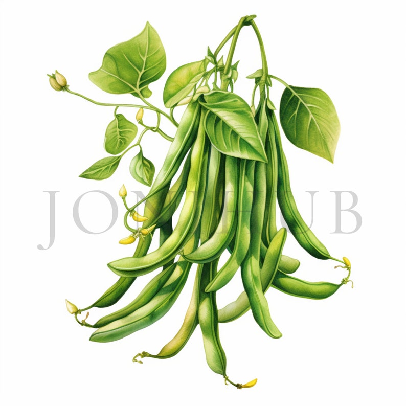 Grüne Bohnen Clipart | 10 hochwertige JPGs | Digitaler Download | Basteln mit Papier | Digital ...
