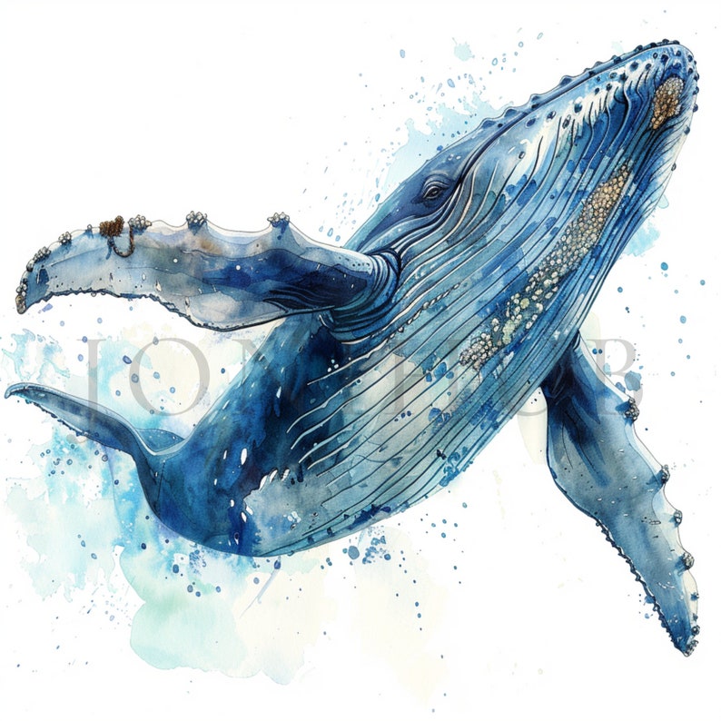 Whale Clipart 10 High Quality Jpgs Digital Download Whale Drawing Blue ...